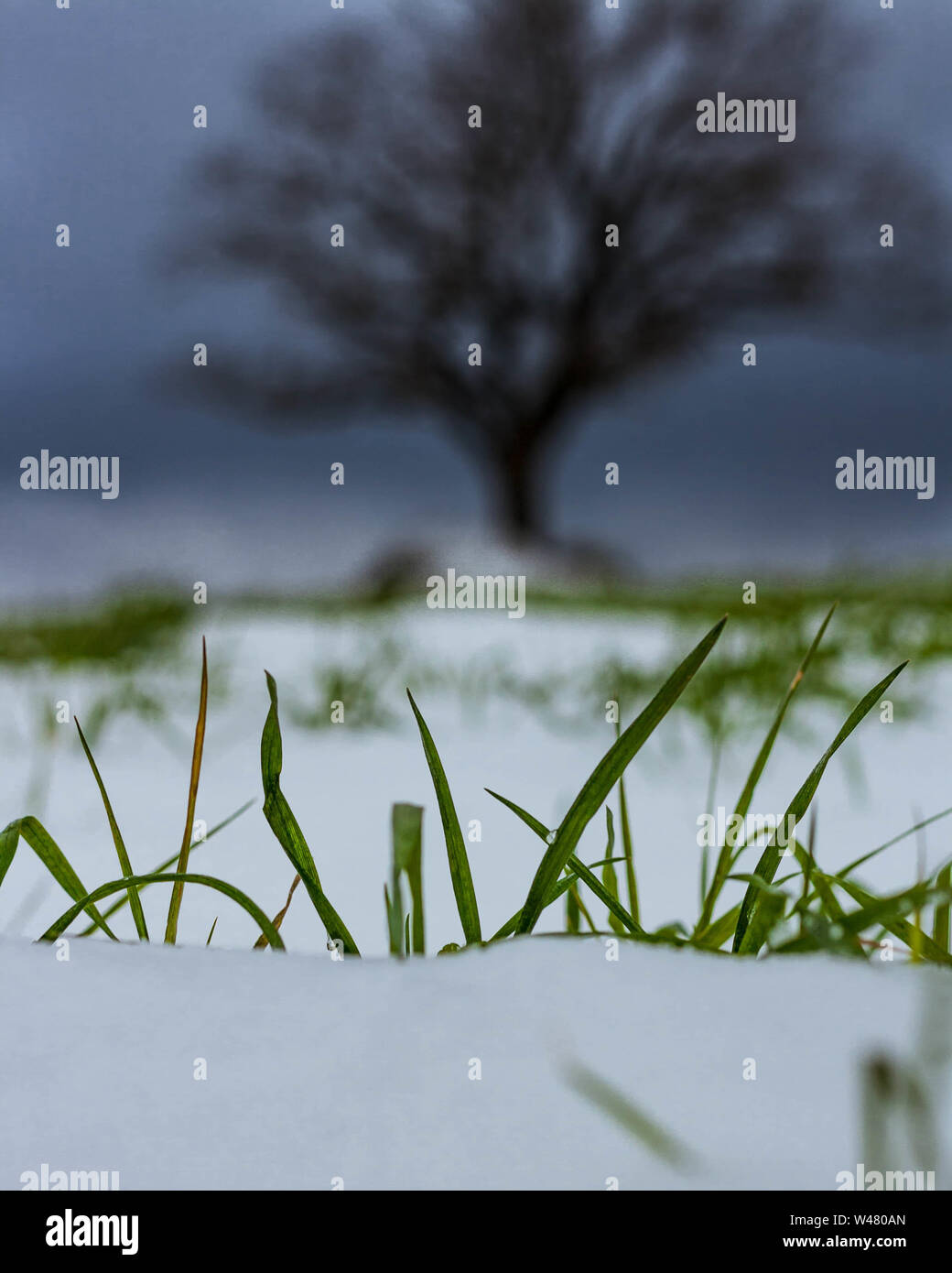 Oak tree silhouette hi-res stock photography and images - Alamy