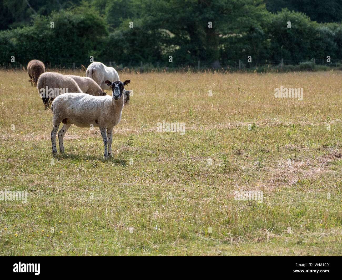 One sheep hi-res stock photography and images - Alamy