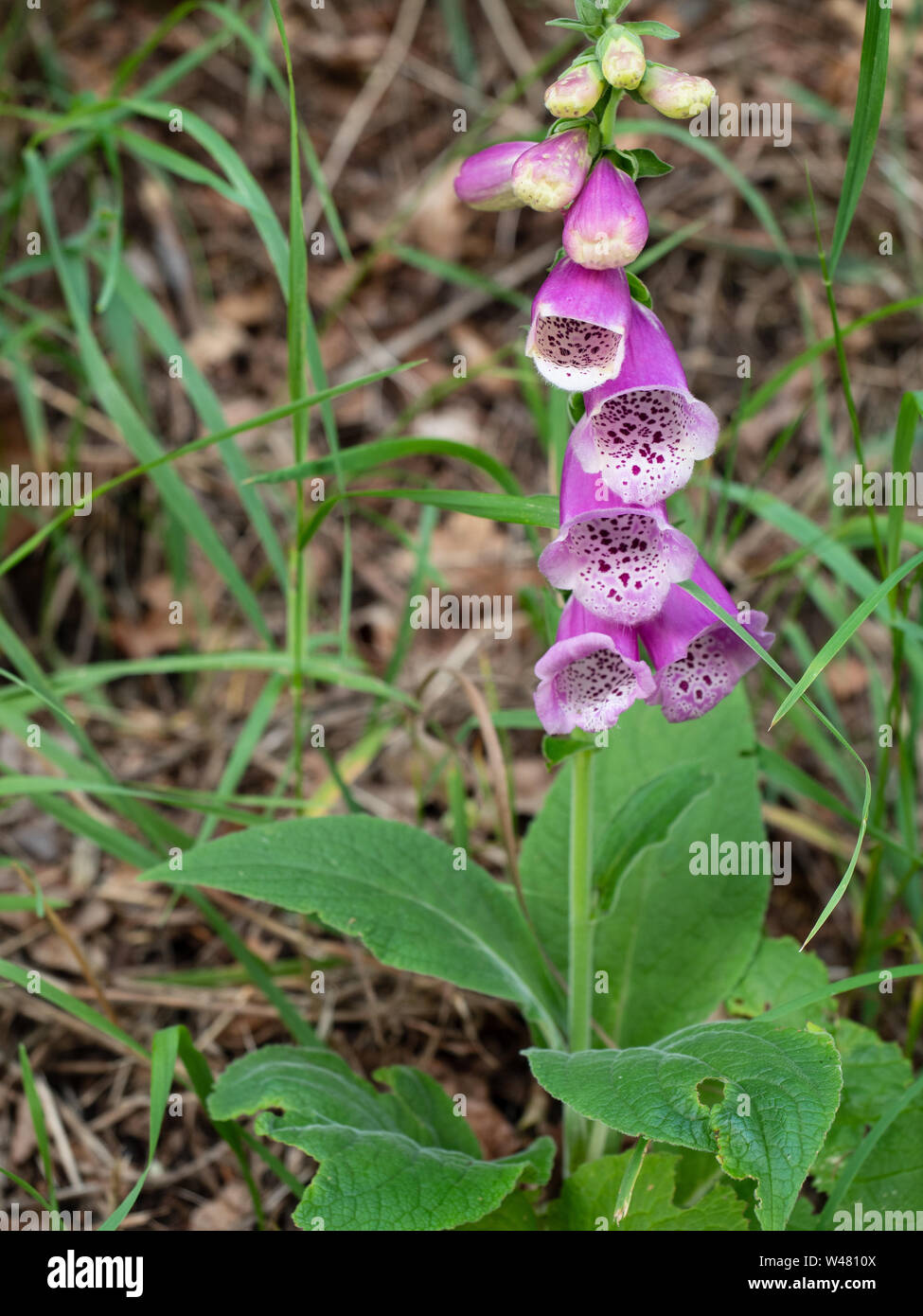 Wild foxglove (Digitalis purpurea Stock Photo - Alamy