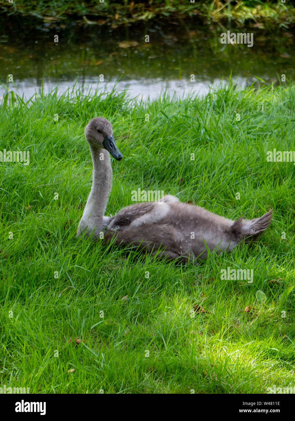 A large cygnet sits on a grass bank next to the river Tas in Norfolk ...