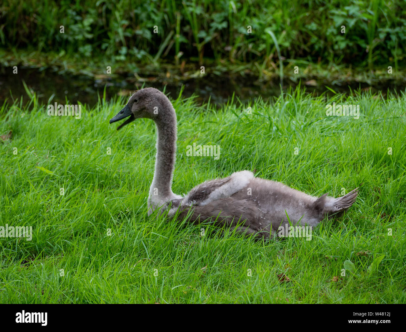 Cygnet river hi-res stock photography and images - Alamy