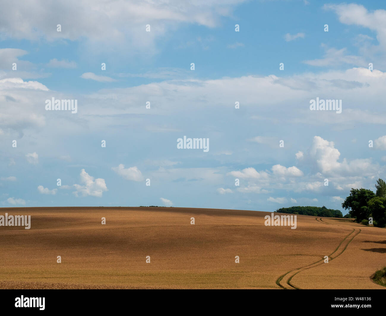 A track through a field of wheat in Norfolk Stock Photo - Alamy