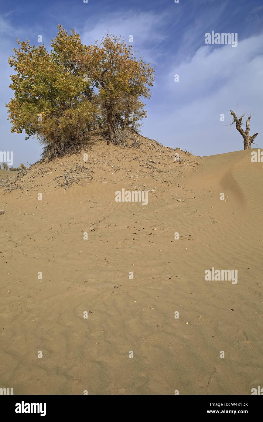 Group of desert poplar-Populus euphratica trees. Taklamakan Desert ...