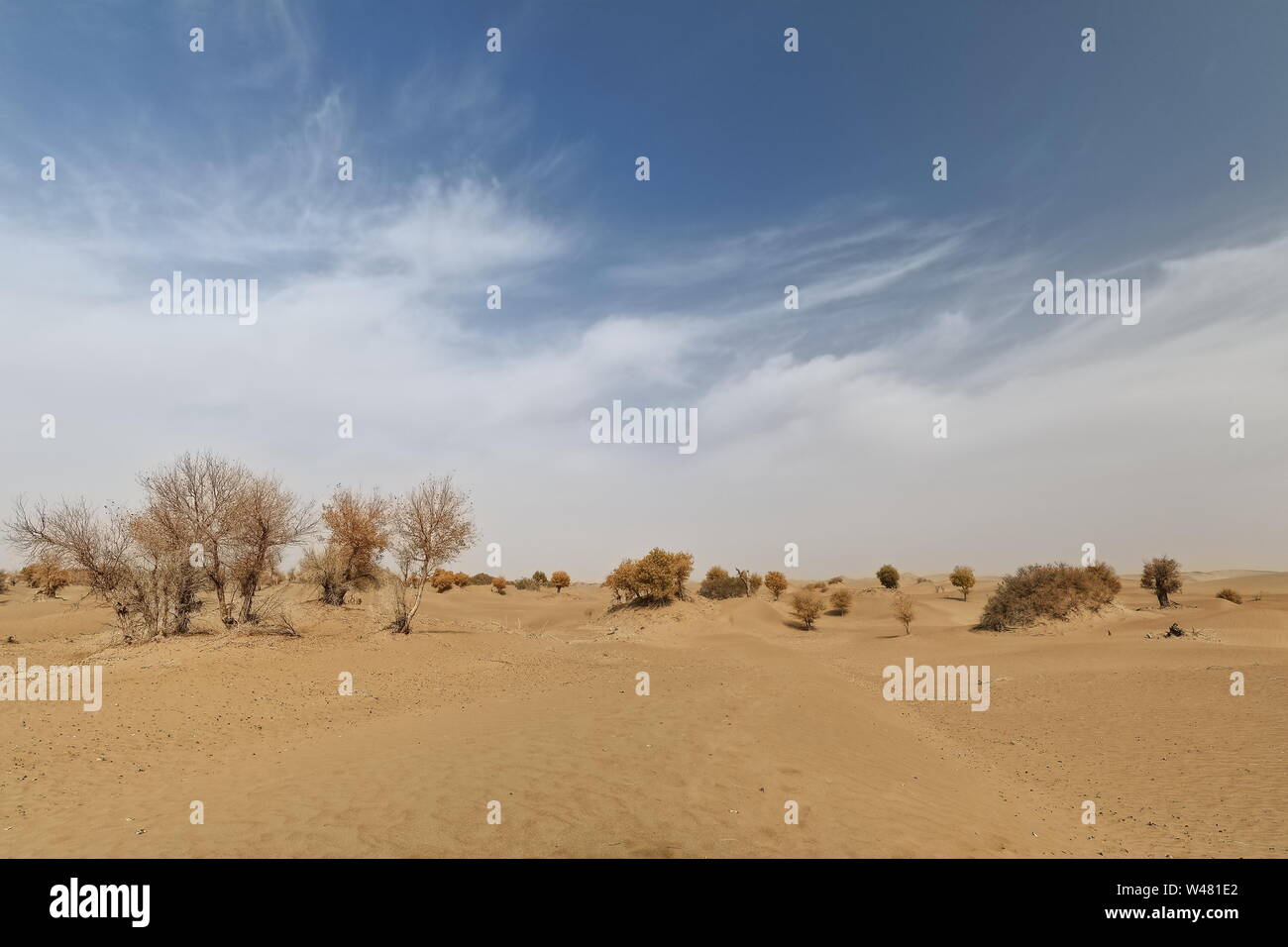 Desert poplar-Populus euphratica trees and tamarisk-nitre shrubs ...