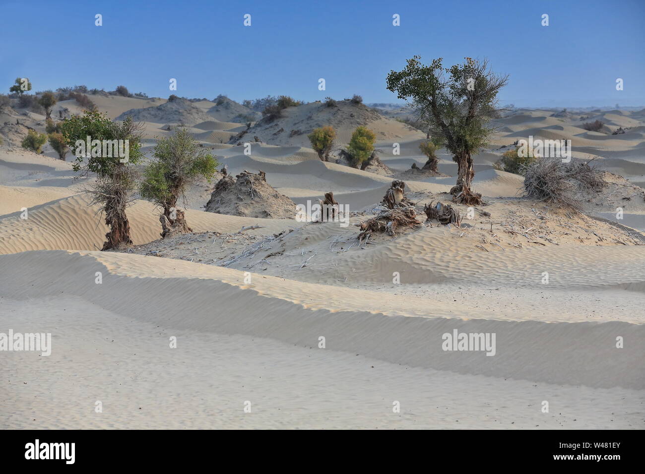 Group of desert poplar-Populus euphratica trees. Taklamakan Desert ...