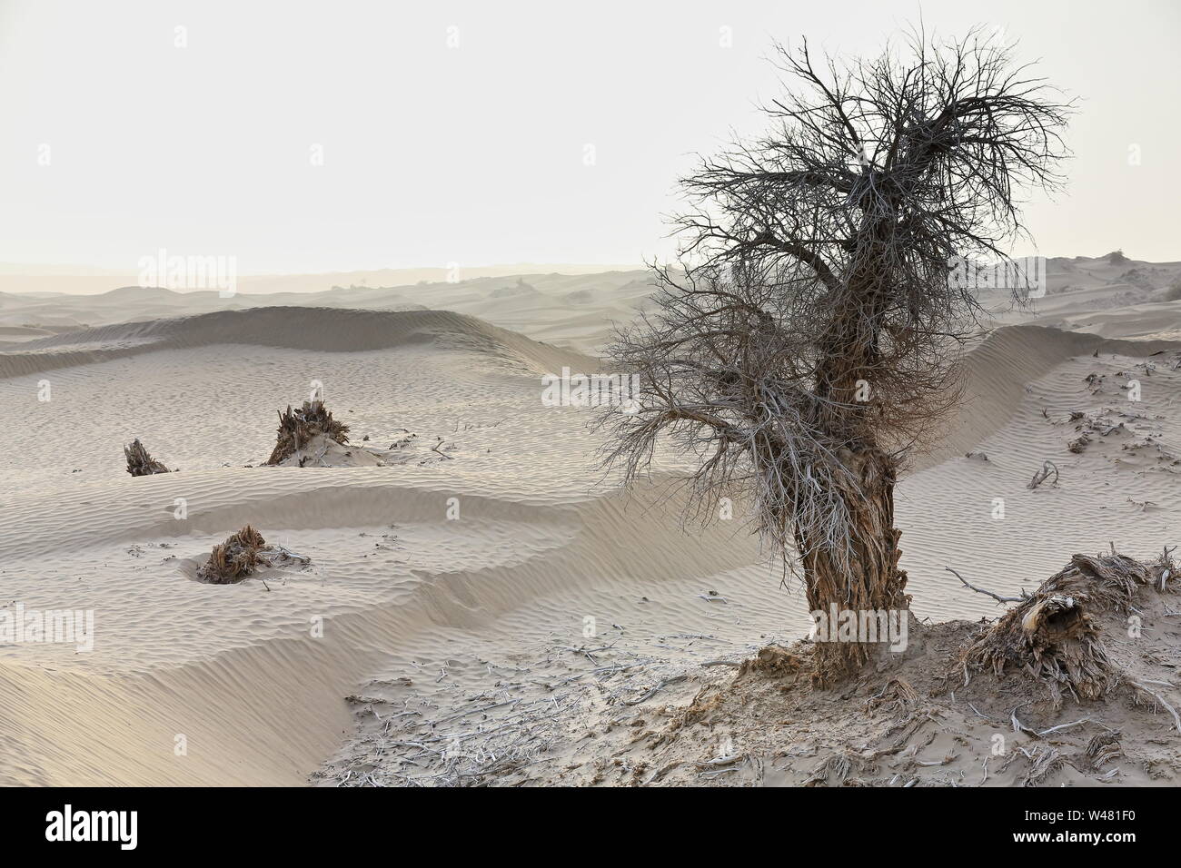 Dry desert poplar-Populus euphratica tree-diffuse light of dawn ...