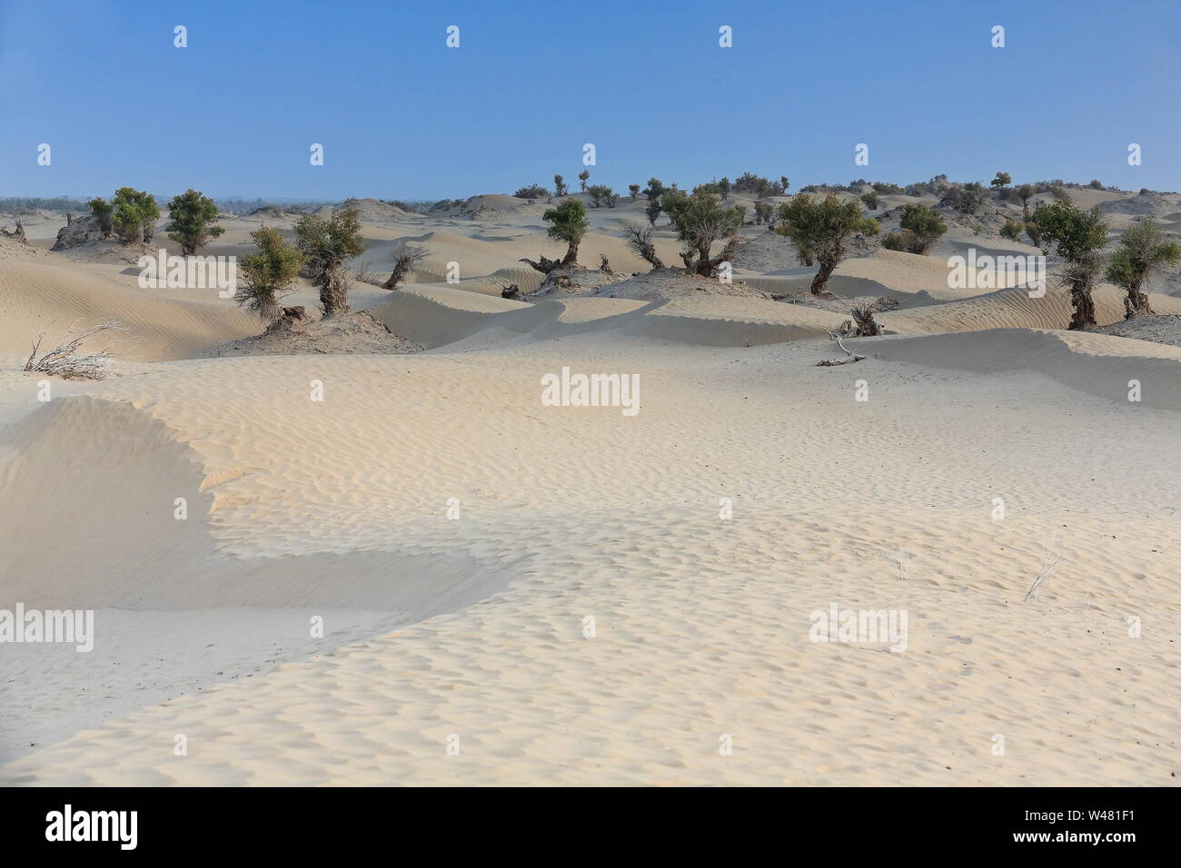 Group of desert poplar-Populus euphratica trees. Taklamakan Desert ...