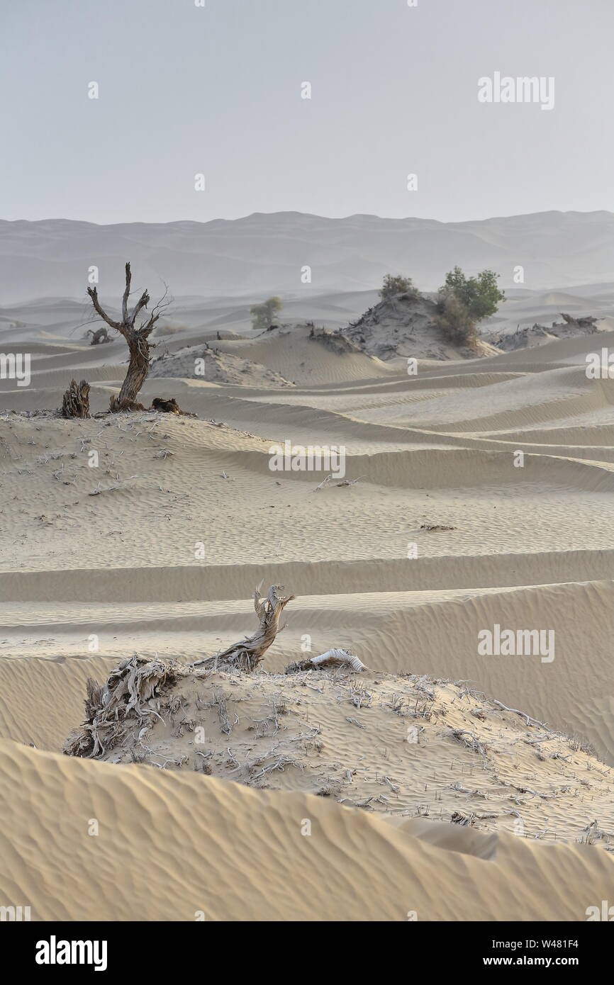 Dry desert poplar-Populus euphratica trees-diffuse light of dawn ...