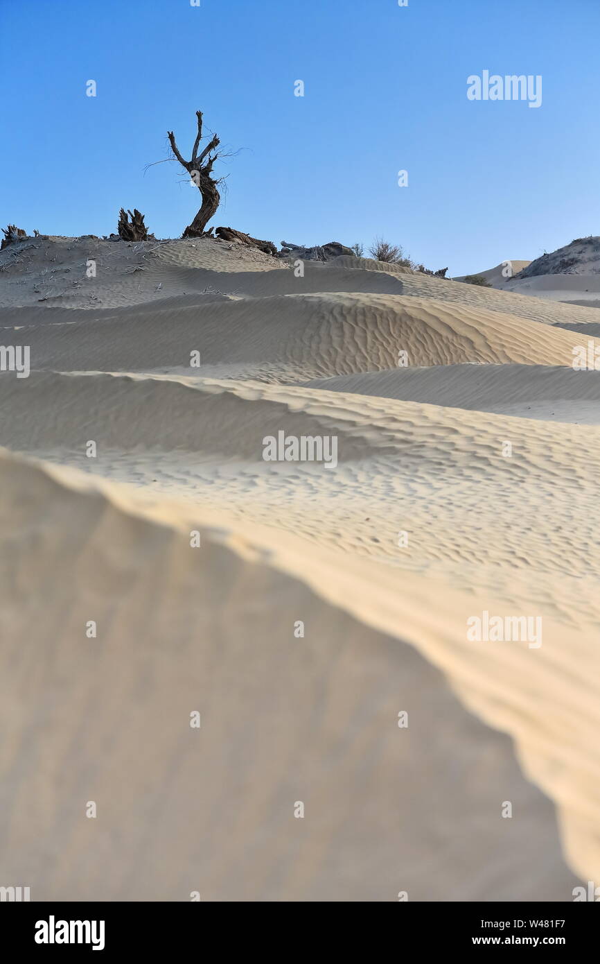 Dry desert poplar-Populus euphratica trees-diffuse light of dawn ...