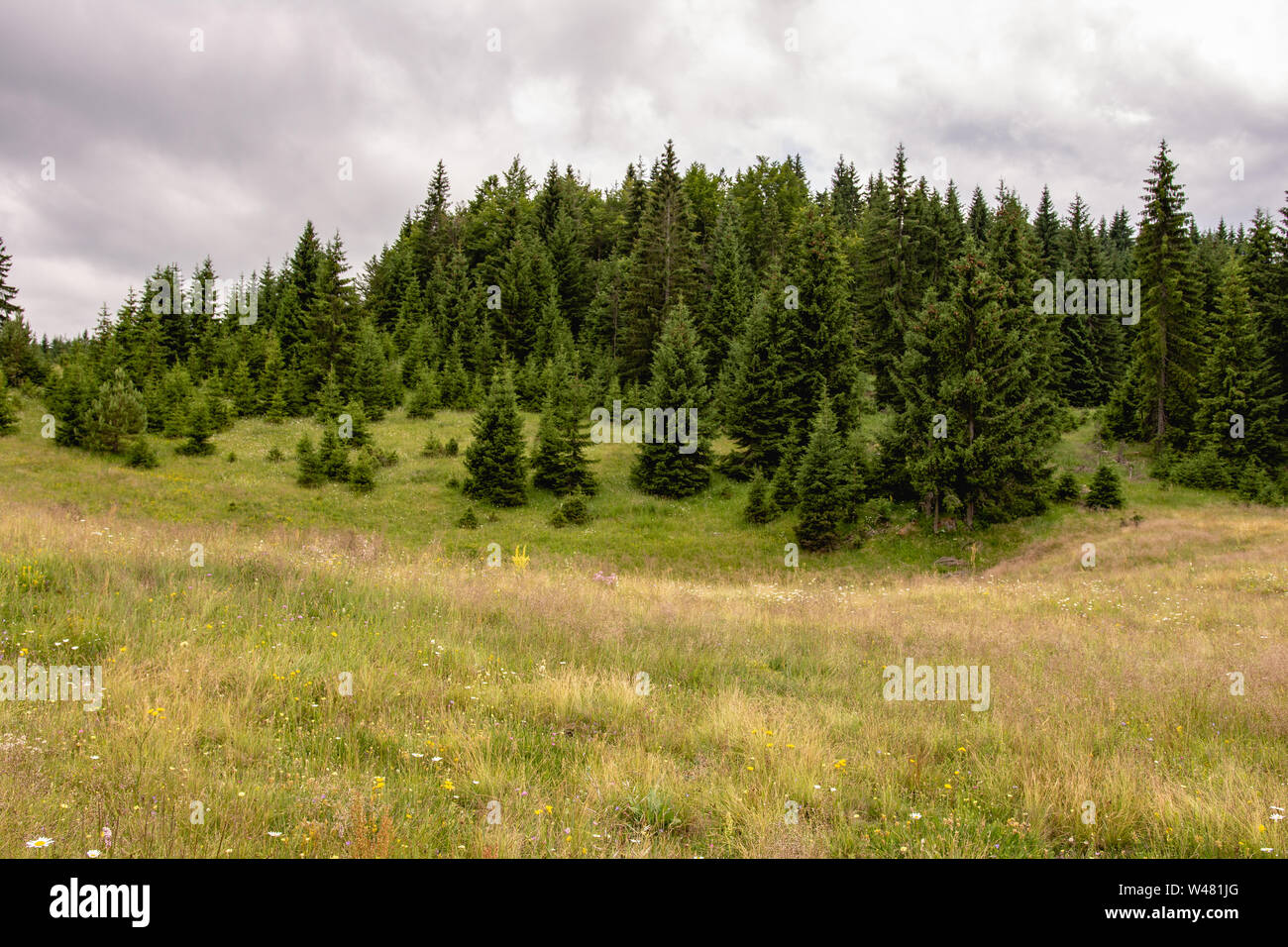 Green Meadow and Pine Trees Forest Landscape with Cloudy Sky. Tara ...