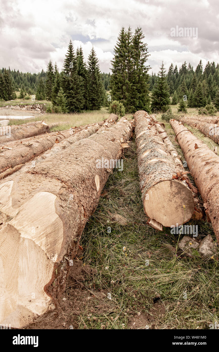 Felled Pine Trees in Forest. Deforestation Environmental Damage. Nature Destruction Stock Photo ...