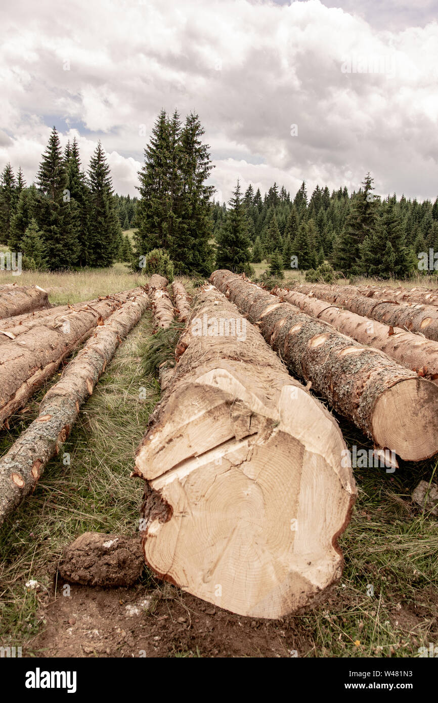 Felled Pine Trees in Forest. Deforestation Environmental Damage. Nature ...