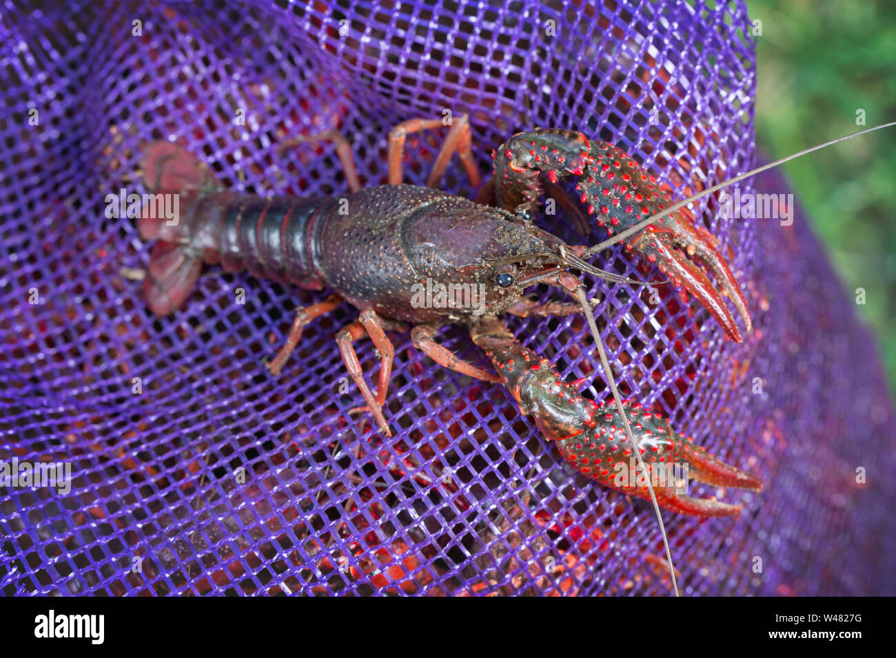 Live crawfish in bag bought for a boil Stock Photo - Alamy