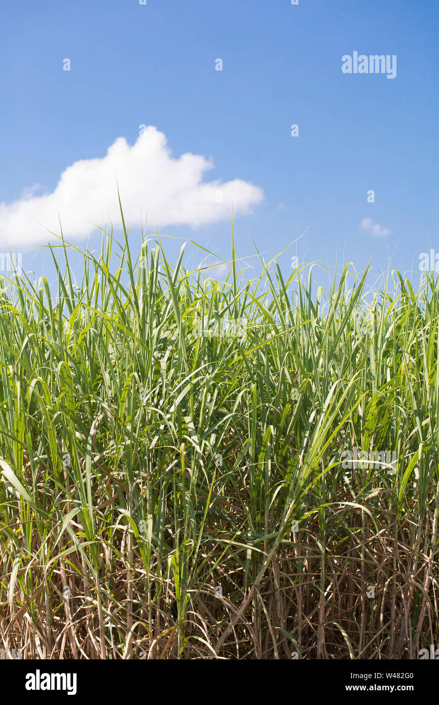 Sugar Cane Field