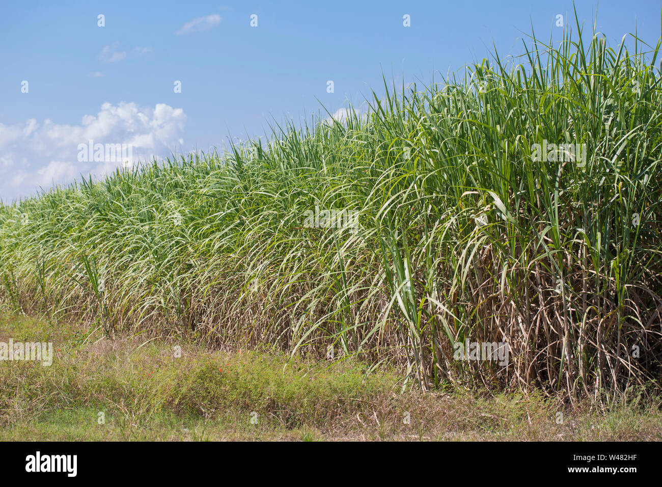 Louisiana sugar cane field hi-res stock photography and images - Alamy
