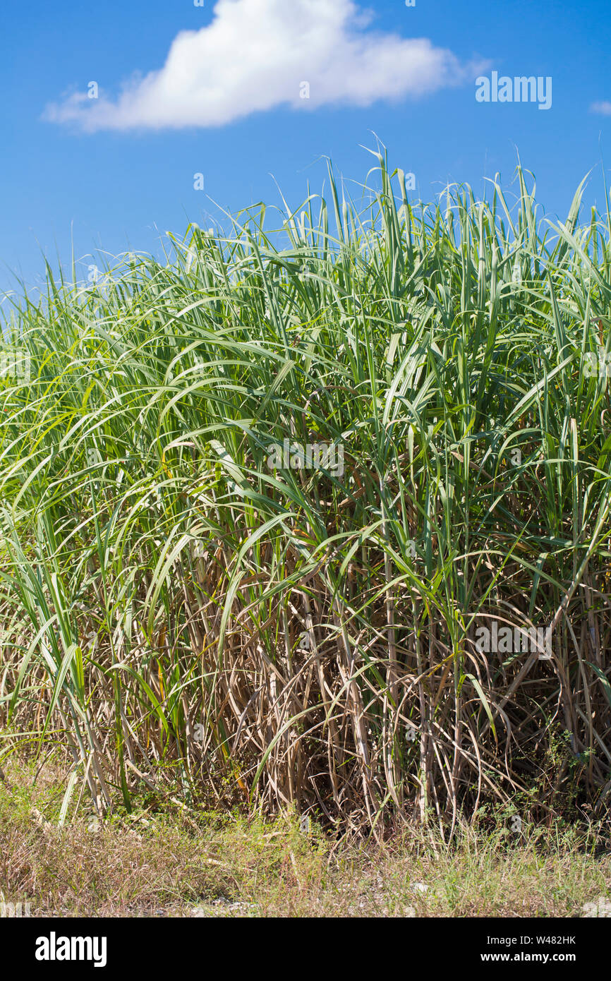 Louisiana Sugar Cane Field Stock Photo - Alamy