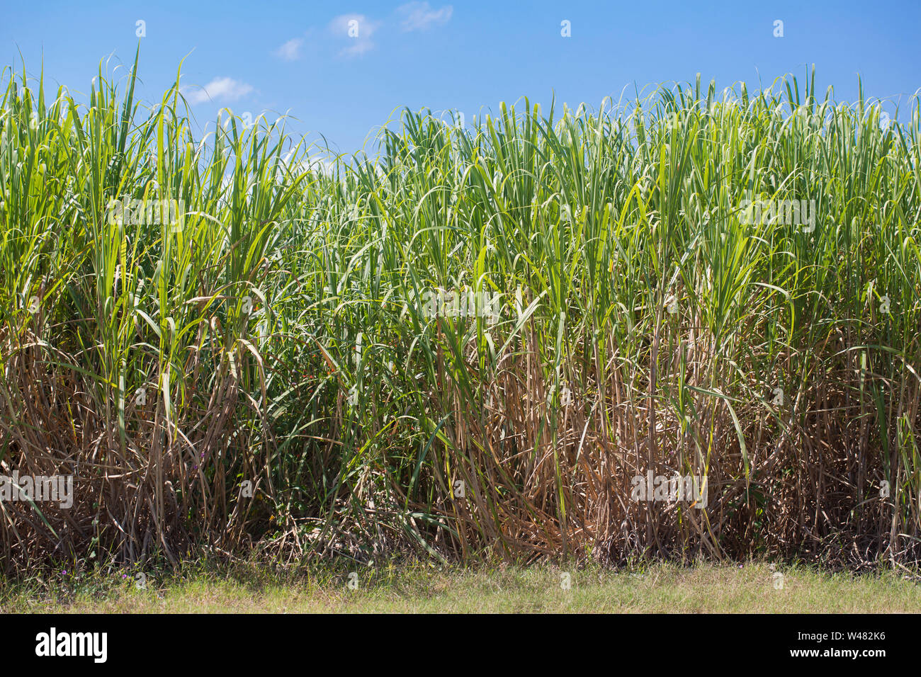 Louisiana sugar cane field hi-res stock photography and images - Alamy