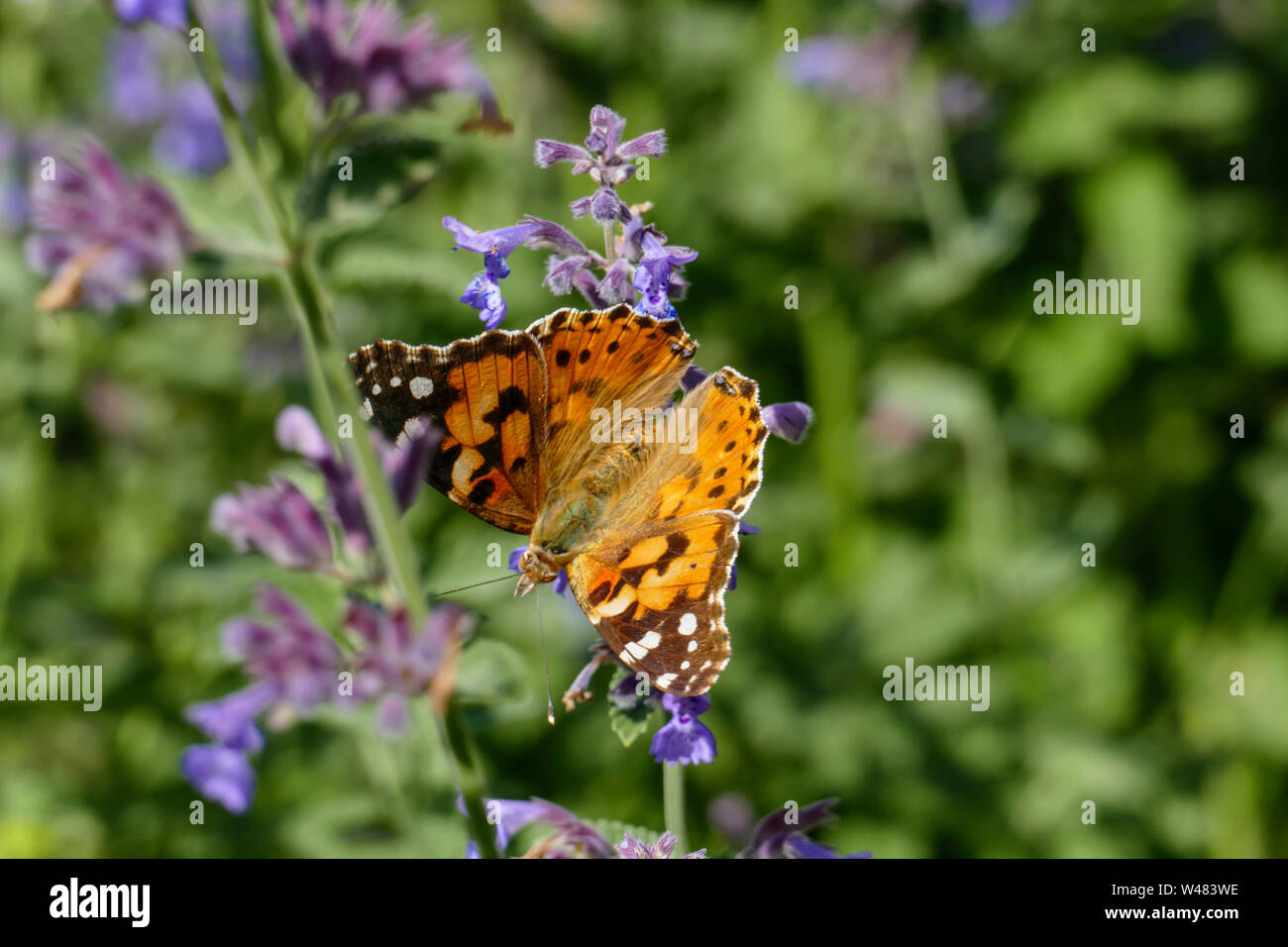 Distelfalter in Orange mit weißen, braunen Flecken, auf einer Salbei ...