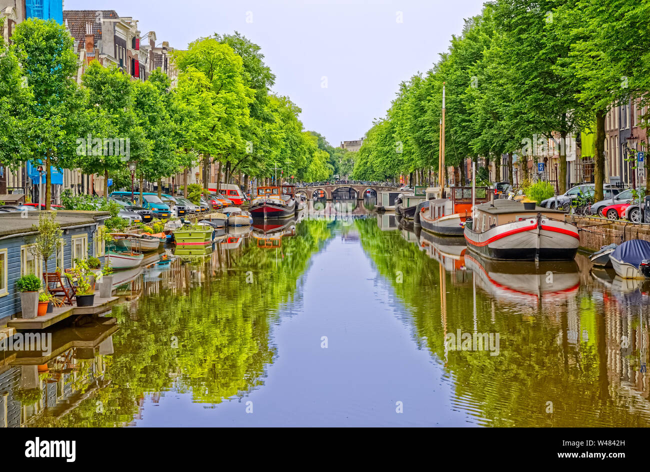Amsterdam green trees reflection in river canal Stock Photo - Alamy