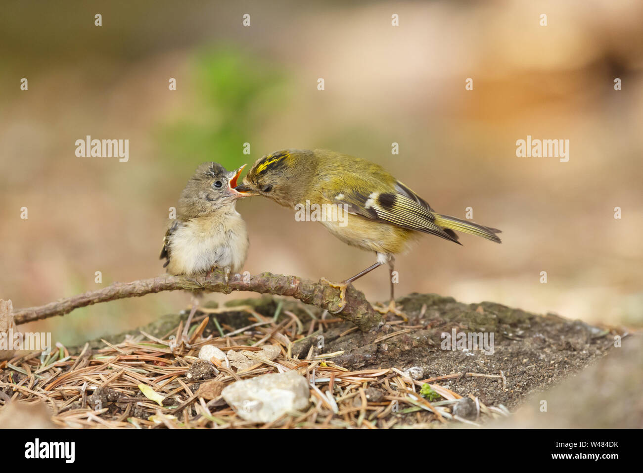 Goldcrest bird feeds a young fledgling baby bird with open beak. The ...