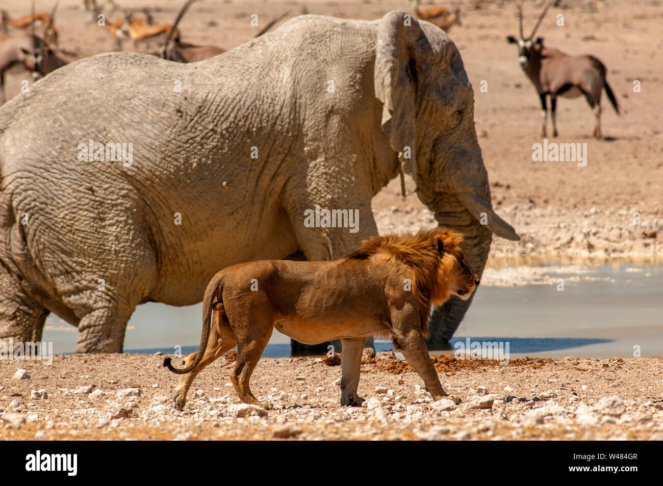 Male lion (Panthera leo) passing by an elephant (Elephas maximus) at ...