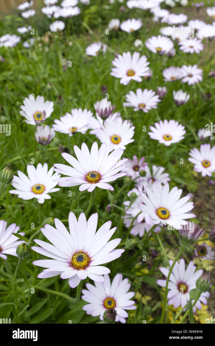 African daisies in spring hi-res stock photography and images - Alamy