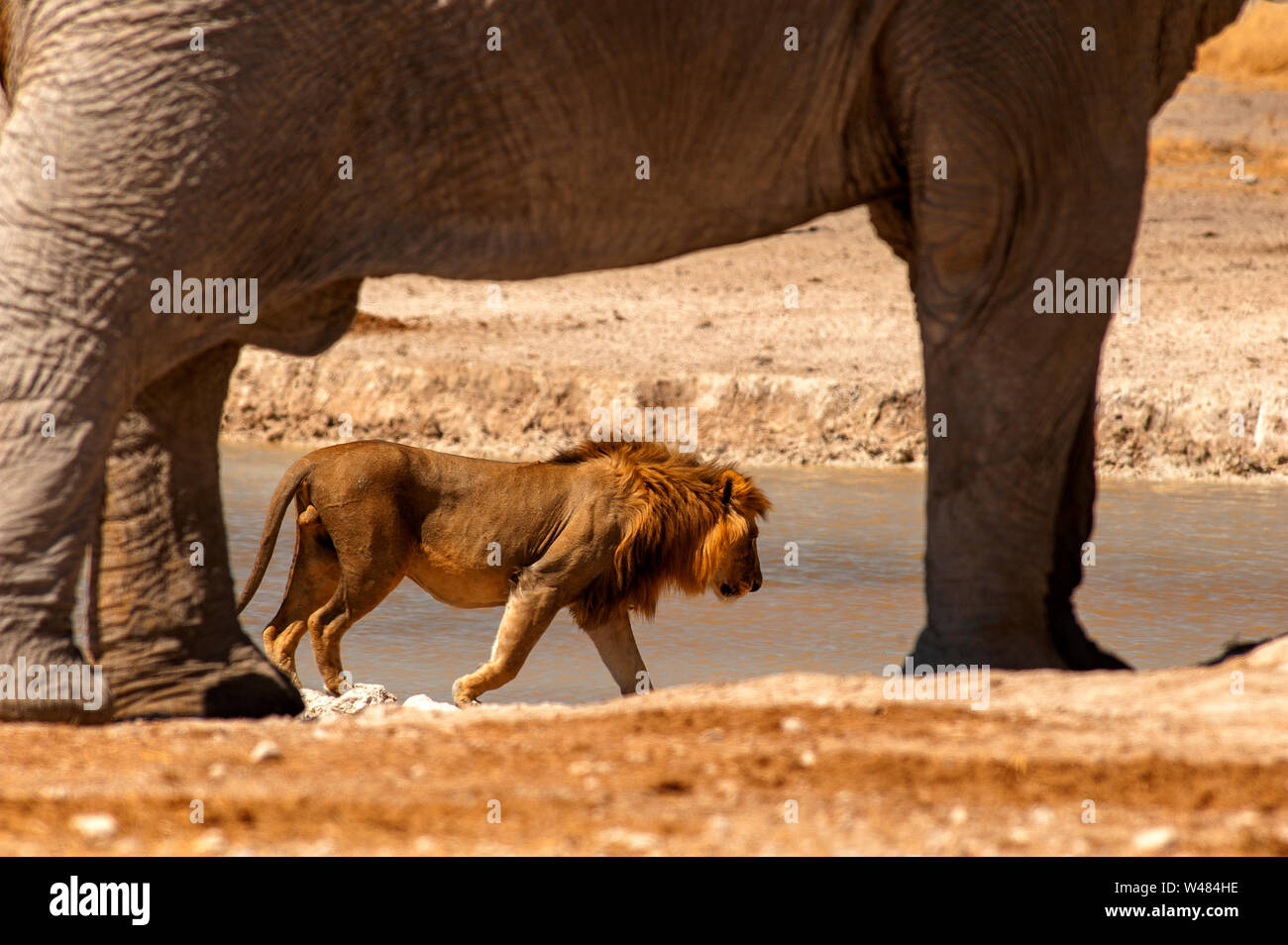 Male Lion (Panthera leo) passing near a elephant (Elephas maximus) at ...
