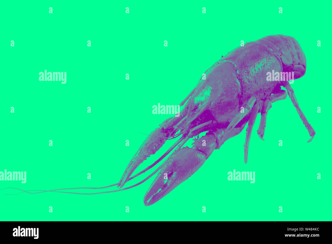 Purple pincher hi-res stock photography and images - Alamy