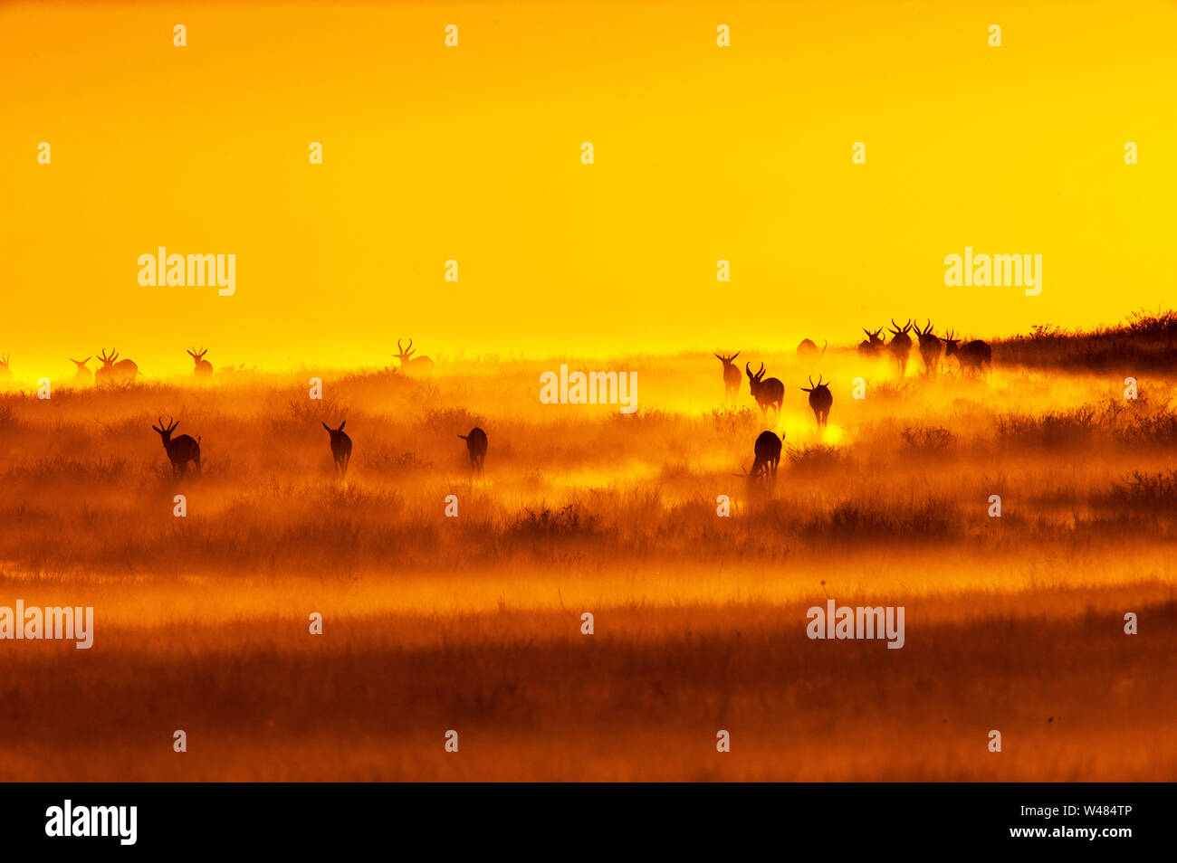 Springbok at sunset hi-res stock photography and images - Alamy