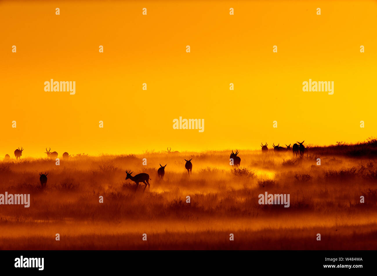 Springbok at sunset hi-res stock photography and images - Alamy