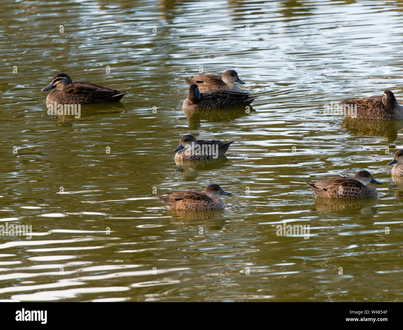 Australian ducks hi-res stock photography and images - Alamy