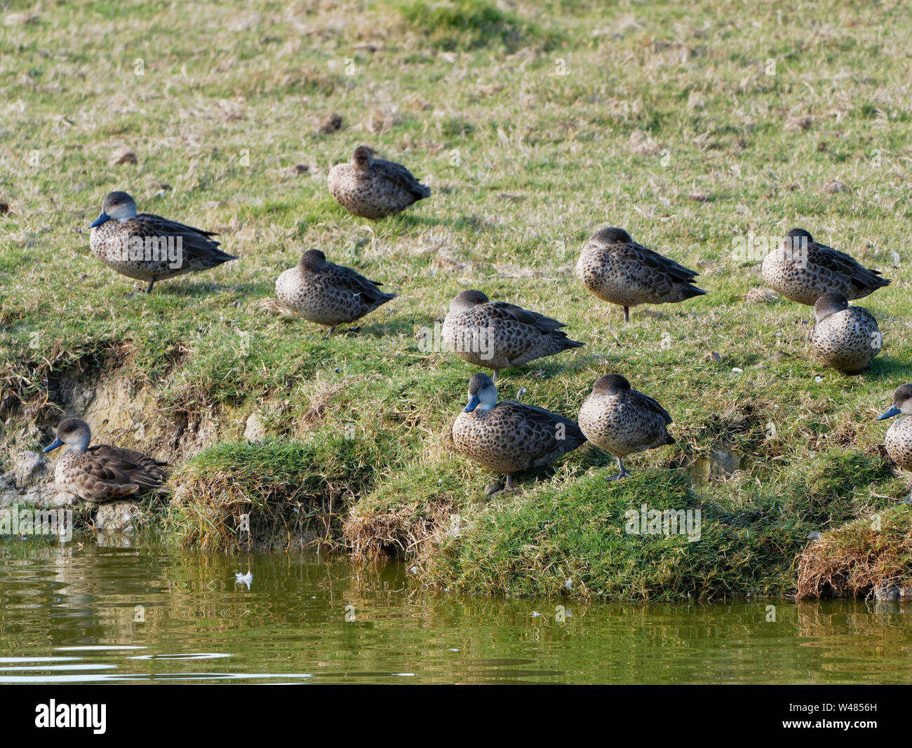 Australian ducks hi-res stock photography and images - Alamy