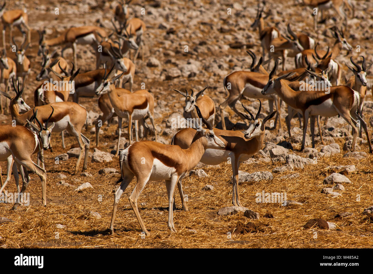 Springboks drinking at Okaukuejo waterhole, Etosha National Park ...