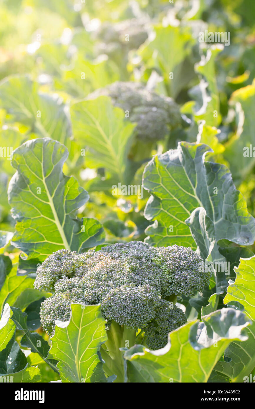 Broccoli Plant in Garden Stock Photo - Alamy