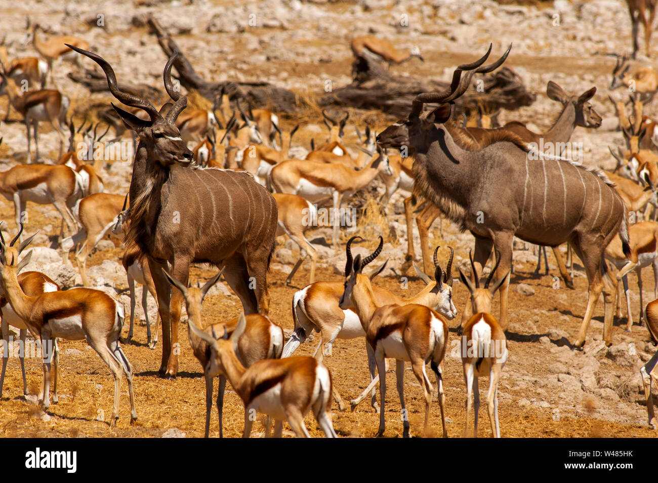Male Kudu anthelope with springboks at Okaukuejo waterhole, Etosha ...