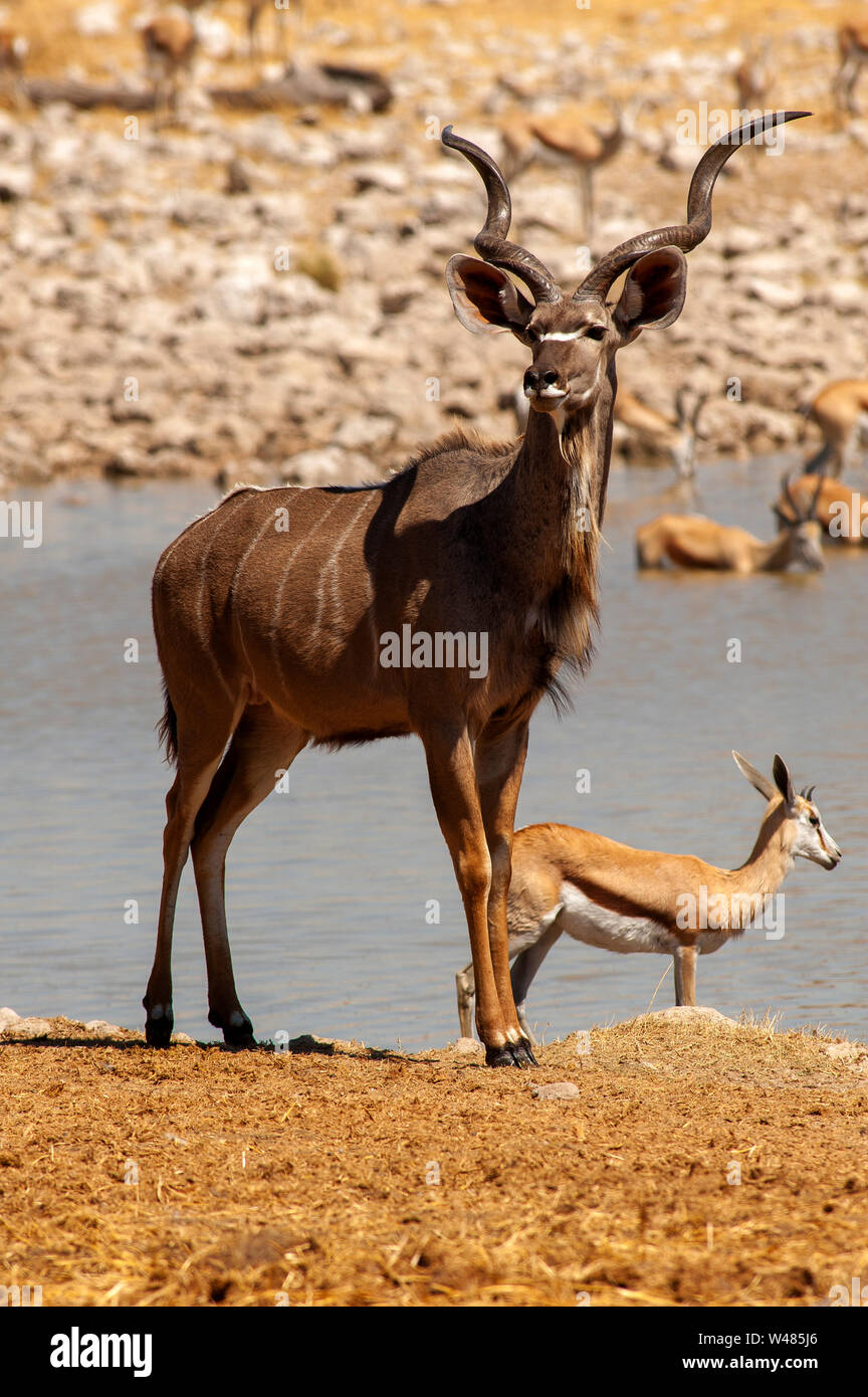 Male Kudu anthelope with springboks at Okaukuejo waterhole, Etosha ...