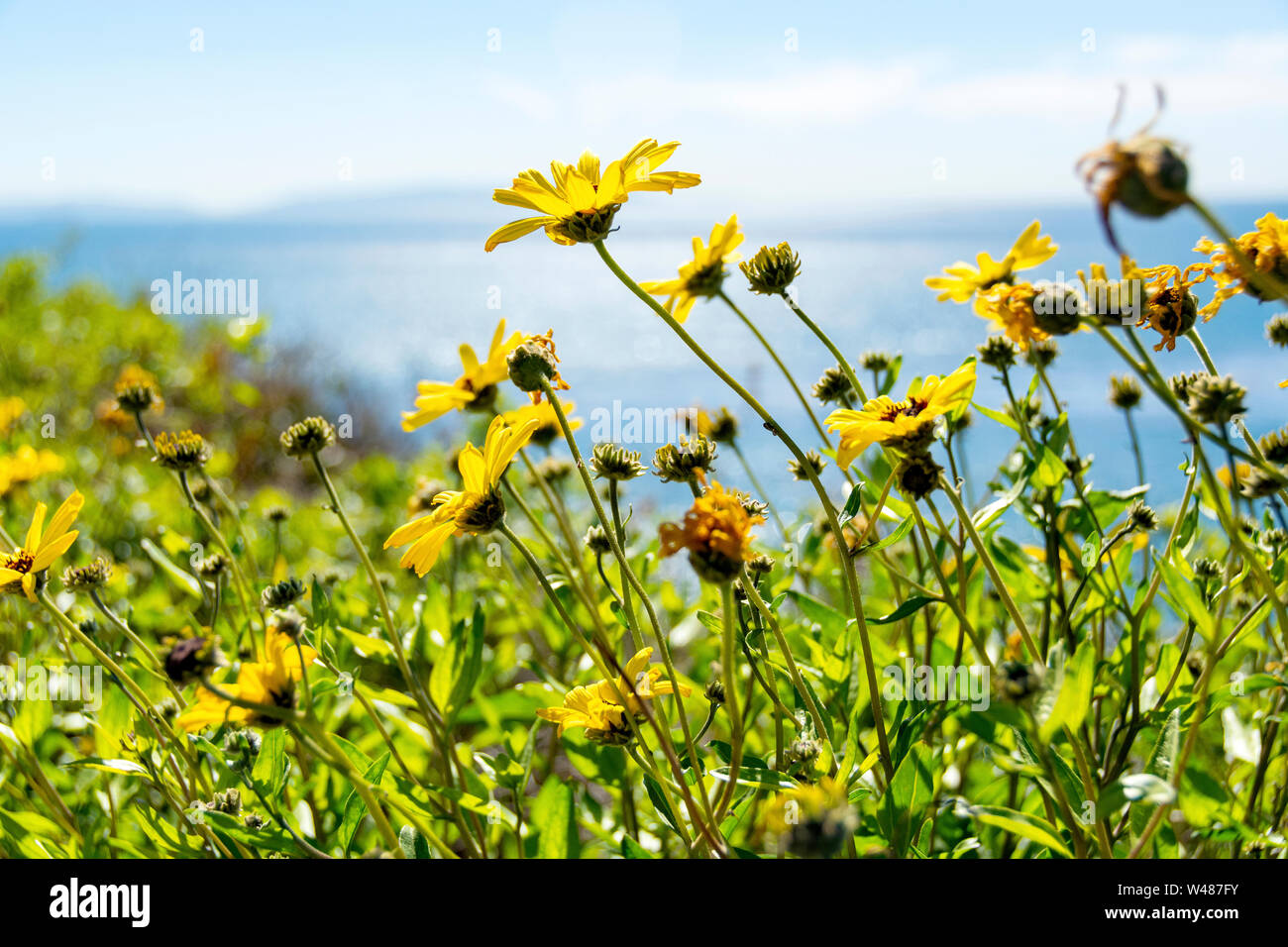 Closeup of Coast Sunflowers, Encelia californica – AKA California ...