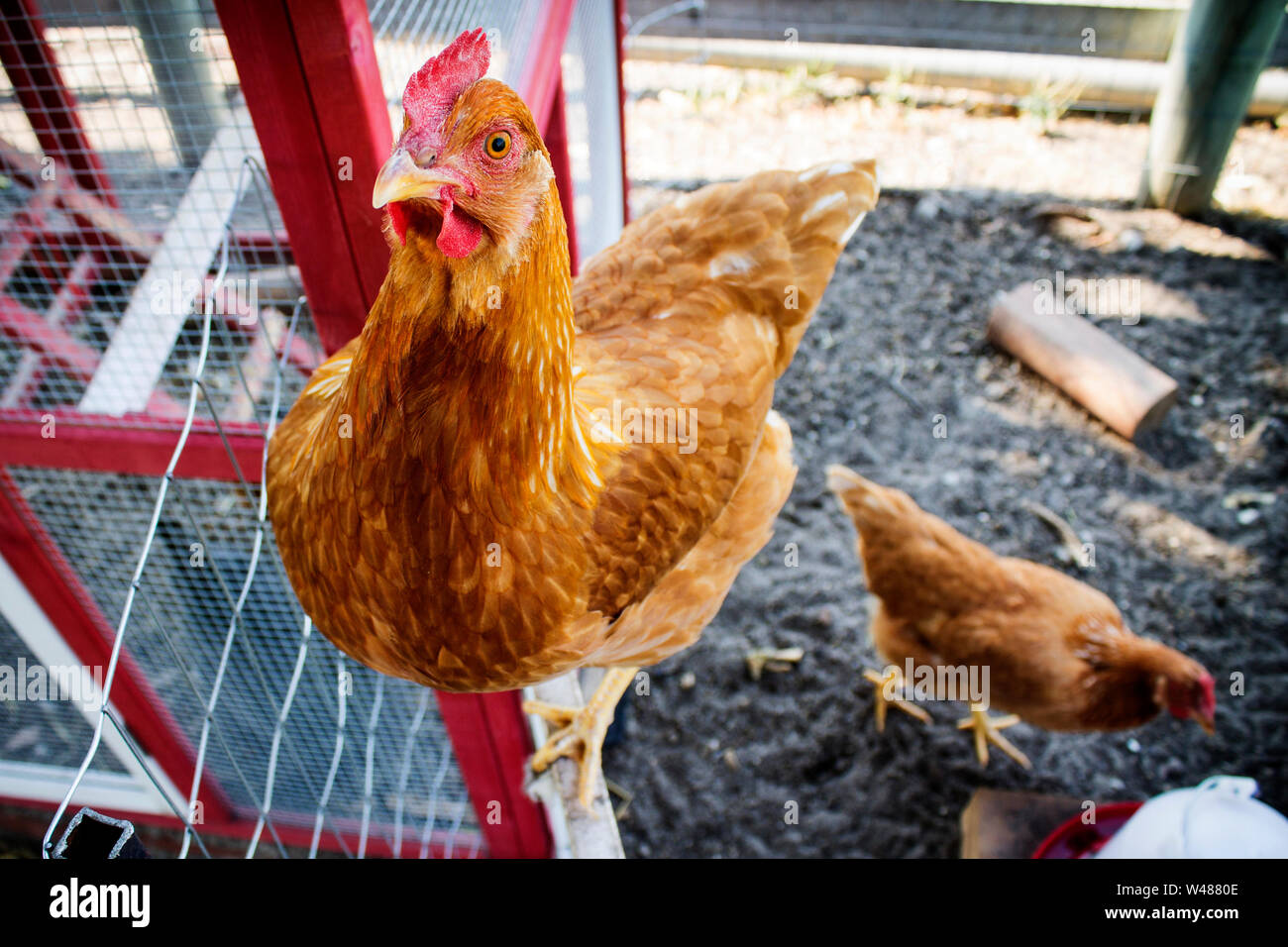 red and orange Chicken hen sitting atop a fence near her coop Stock ...