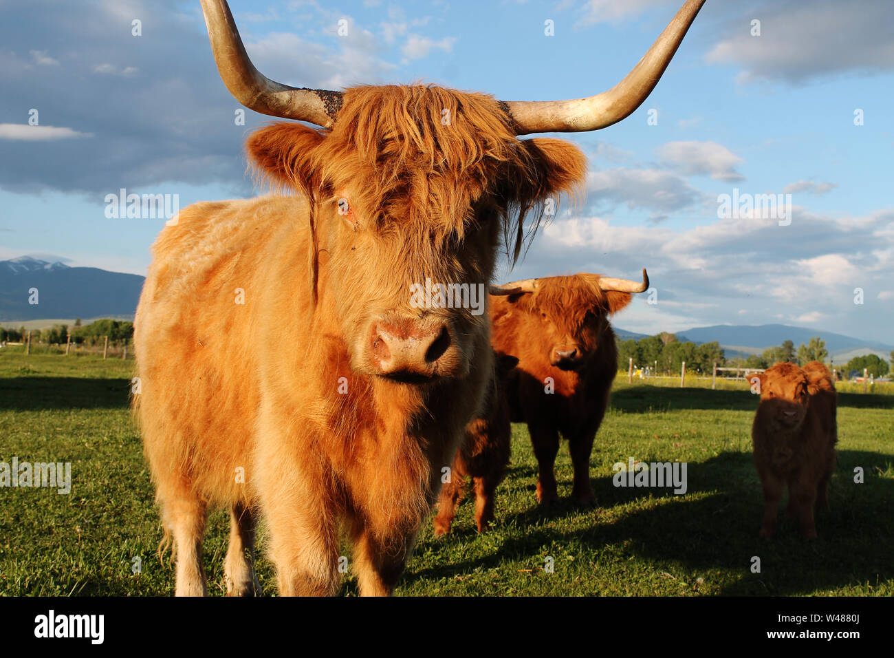 Highlander cattle hi-res stock photography and images - Alamy