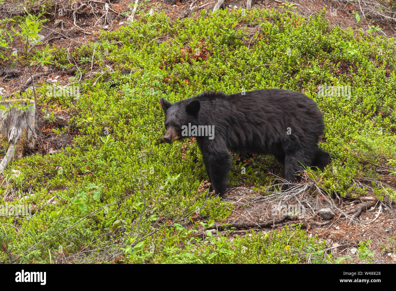 Black Bears Banff High Resolution Stock Photography and Images - Alamy