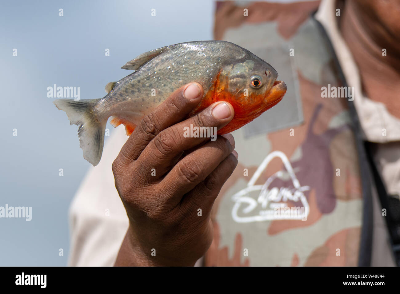 Red bellied piranha pirana hi-res stock photography and images - Alamy