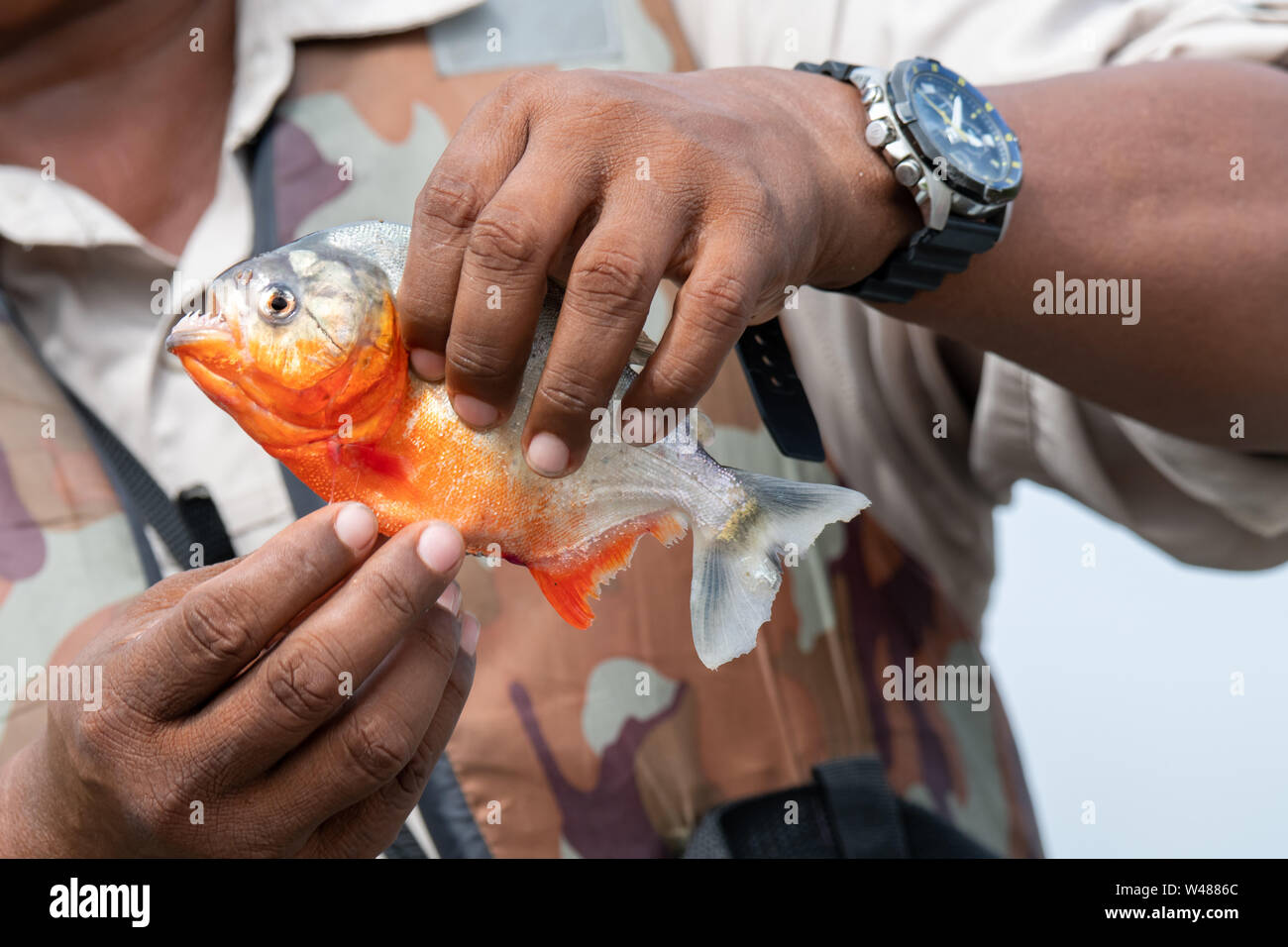 Pirana fishing hi-res stock photography and images - Alamy