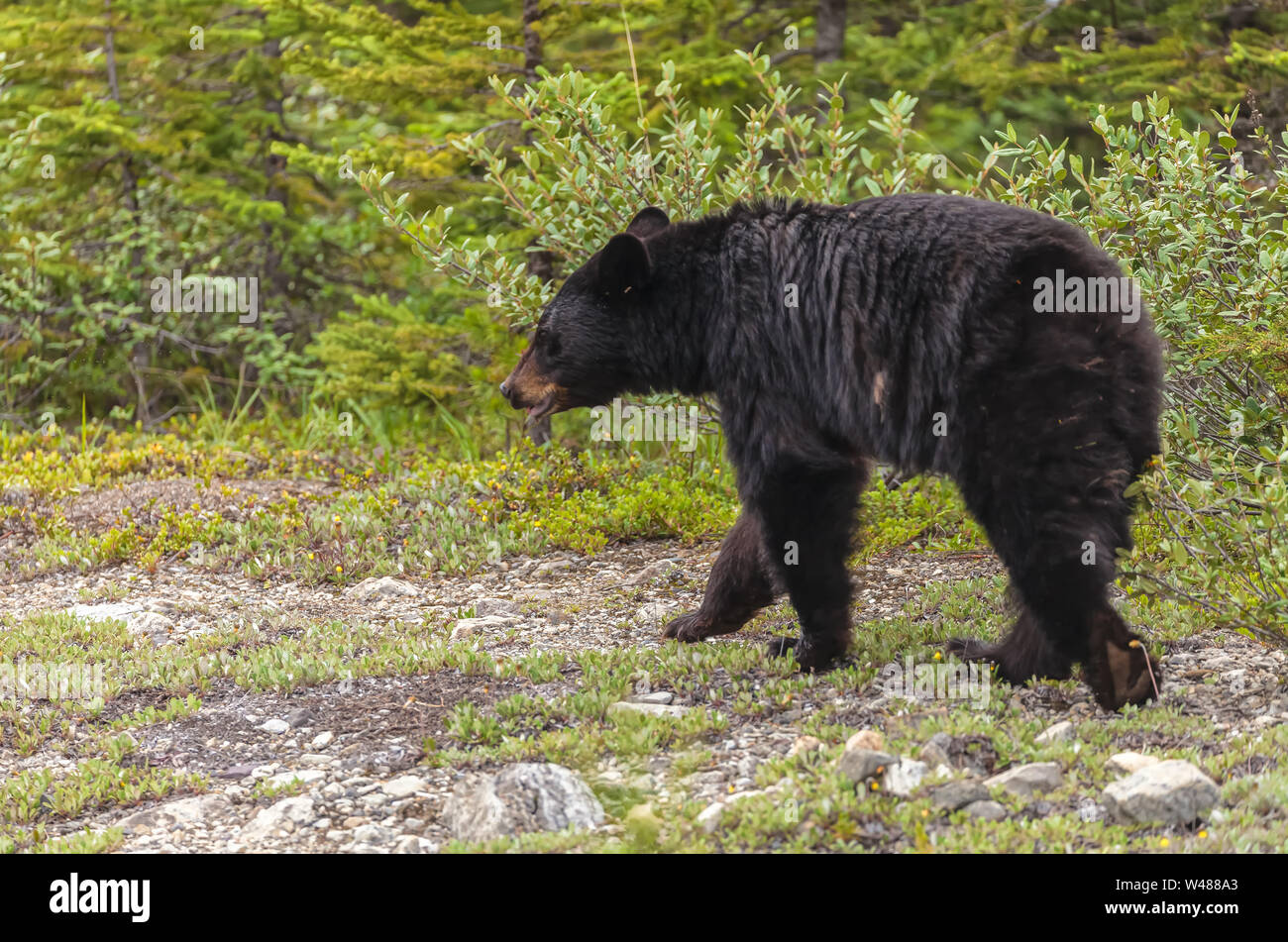 American black bear ( Ursus americanus), Banff National Park, Alberta ...