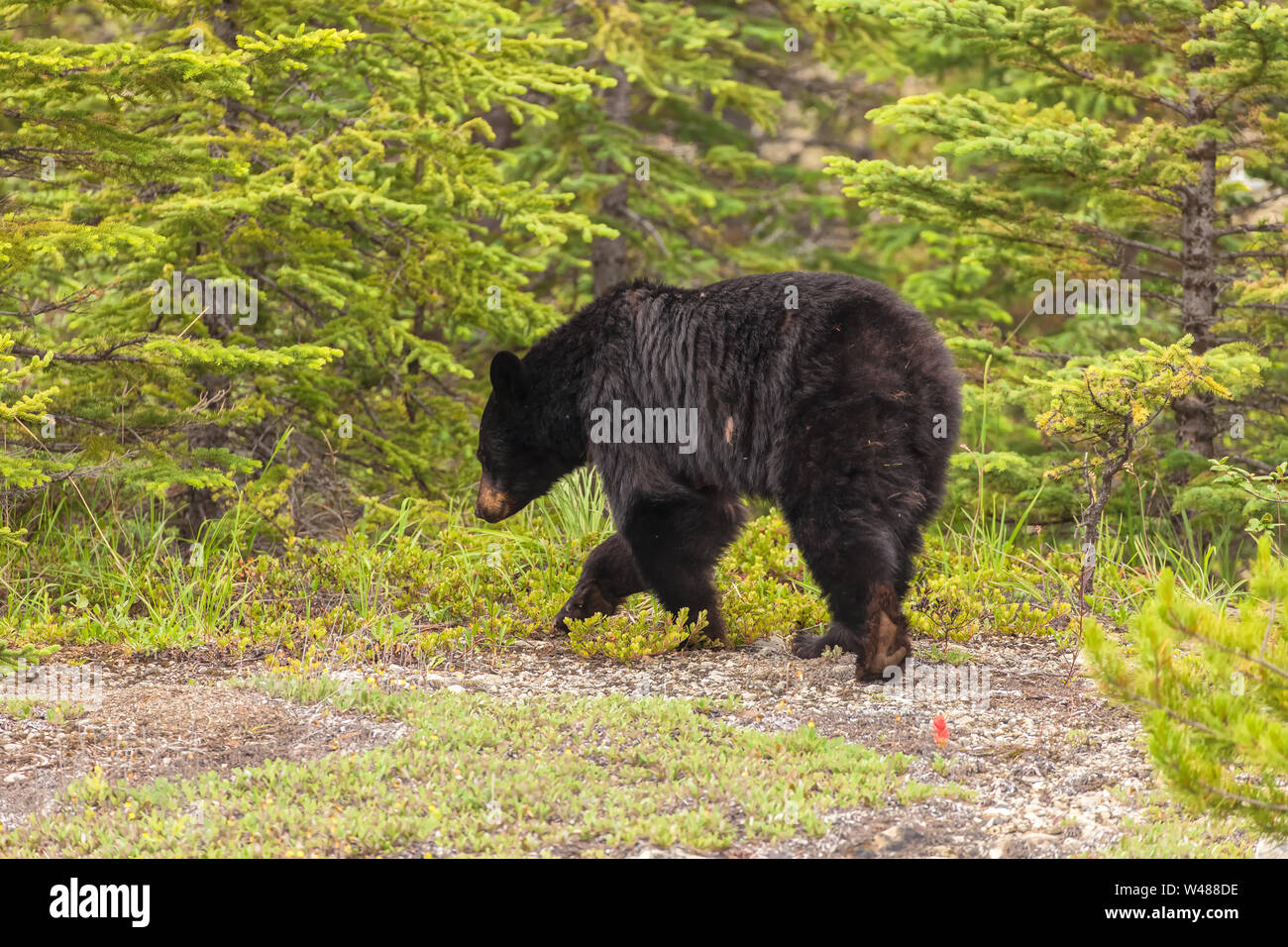 American black bear ( Ursus americanus), Banff National Park, Alberta ...