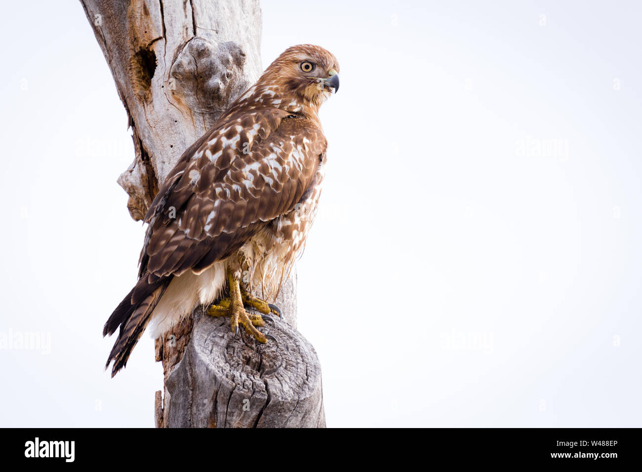 Red-tail hawk rests in a dead tree Stock Photo - Alamy