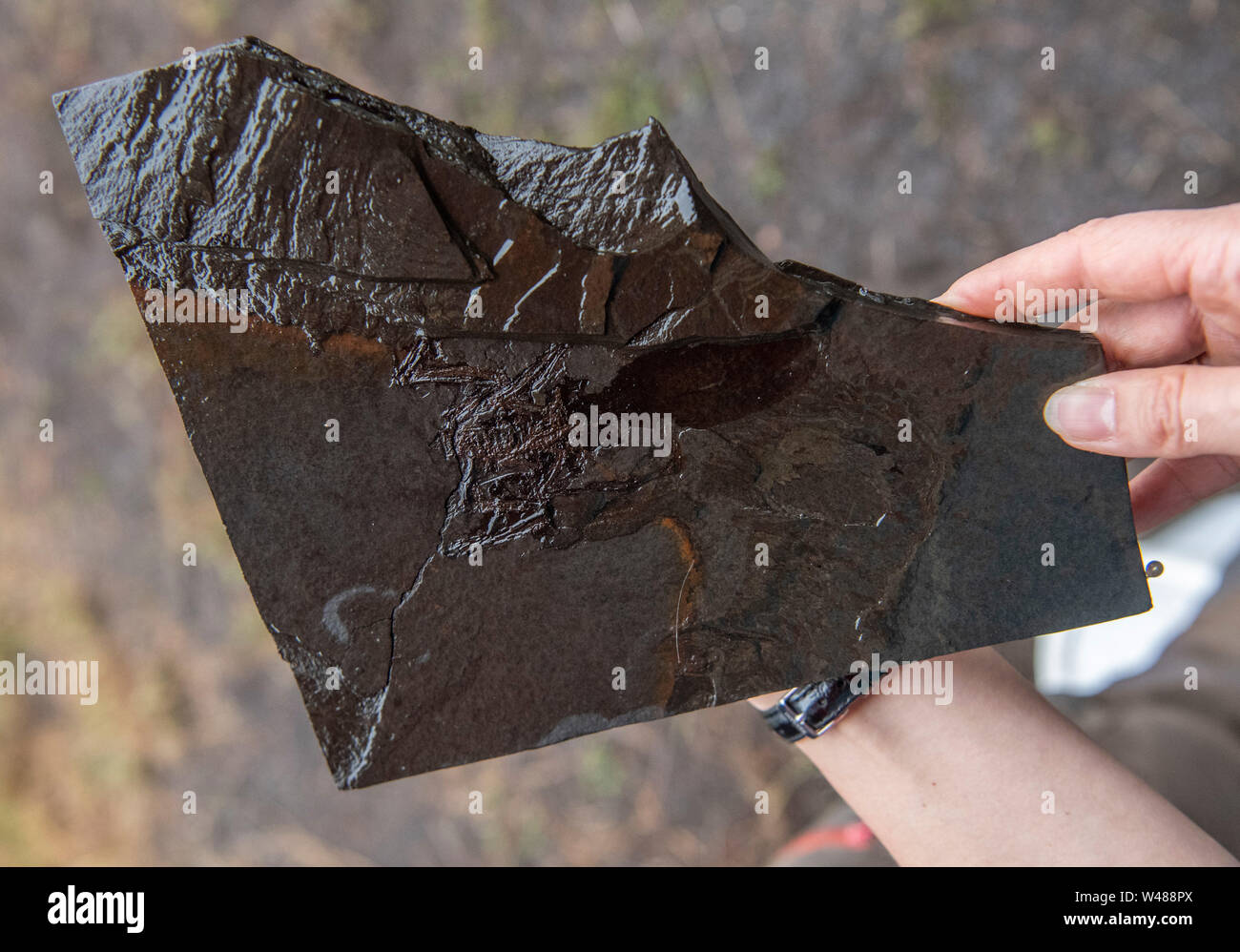 Messel mine fossil bird hi-res stock photography and images - Alamy