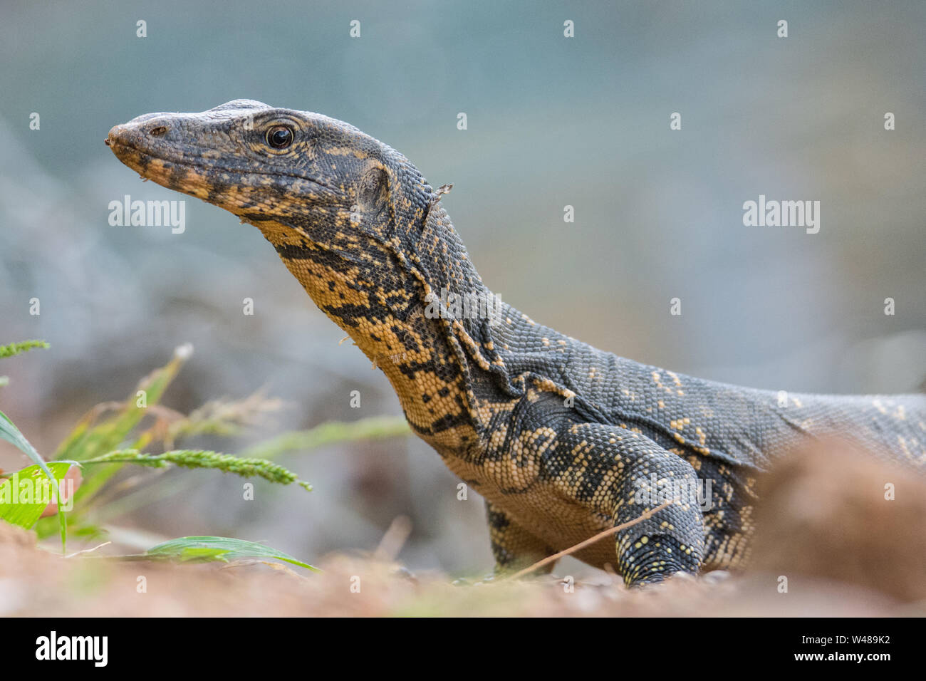 Common water monitor hi-res stock photography and images - Alamy