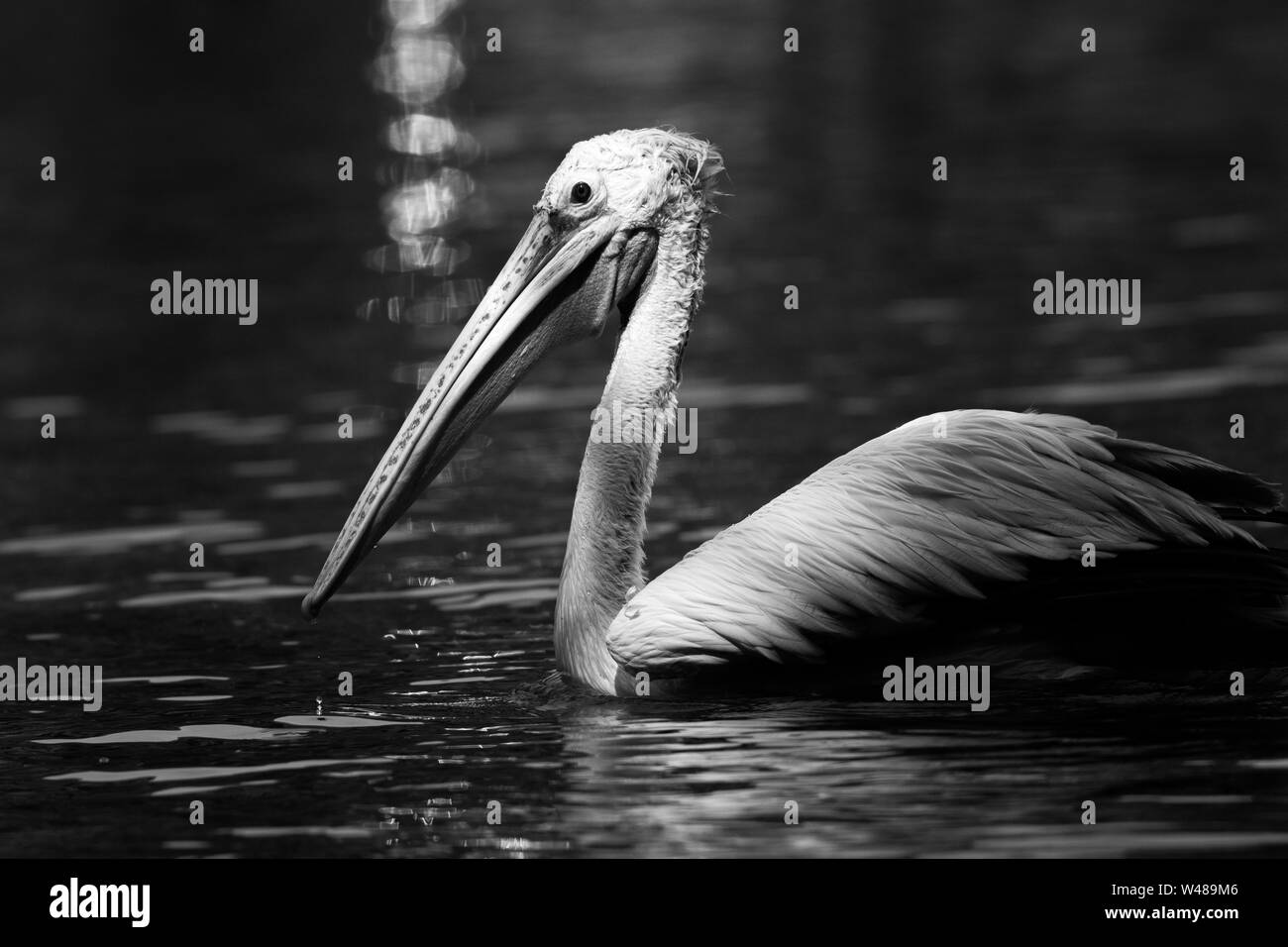 Large water birds hi-res stock photography and images - Alamy
