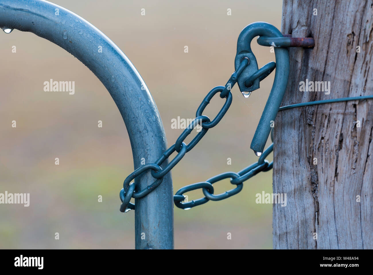 With dew drops clinging, a self locking chain latch holds a metal gate ...