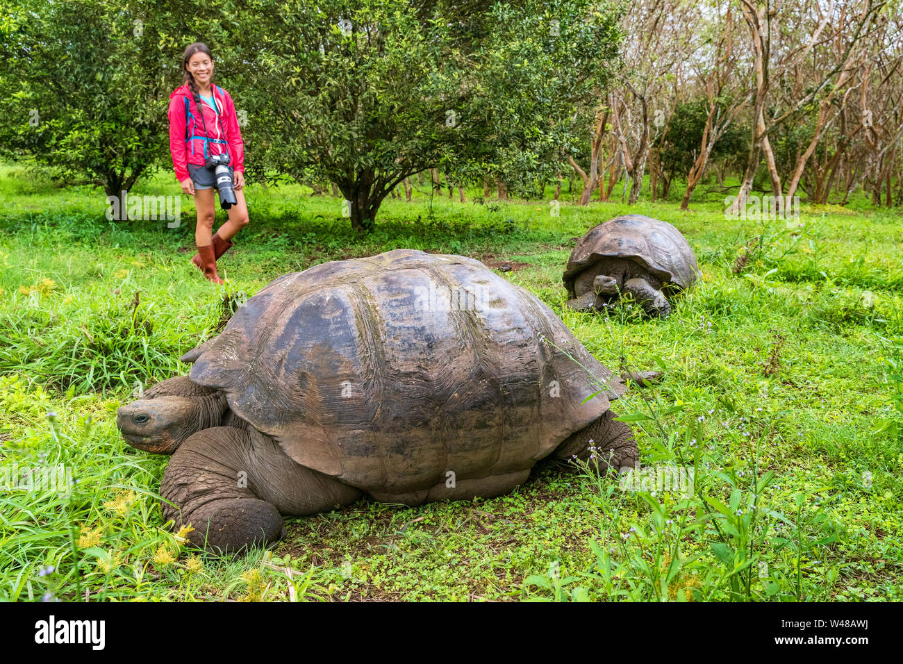 Galapagos Giant Tortoise and woman tourist on Santa Cruz Island in ...